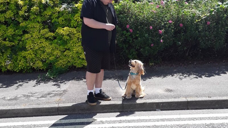 Brainy Dogs - Projects - Near You - National Lottery Good Causes