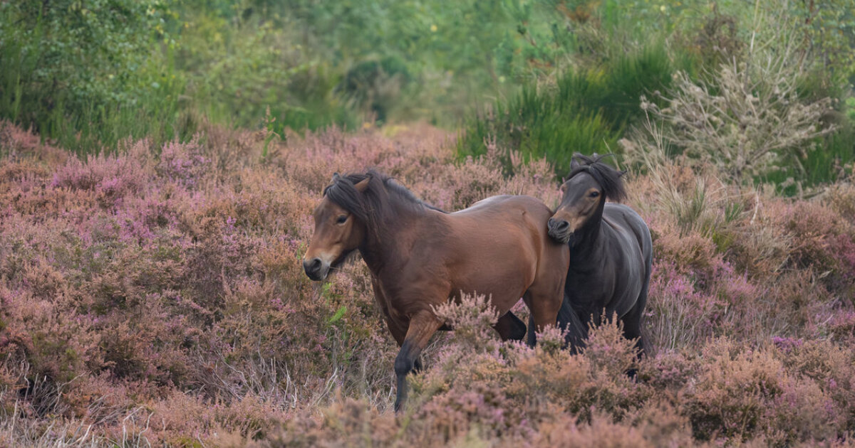 RSPB - The Lodge - Free parking - National Lottery Open Week - Projects ...